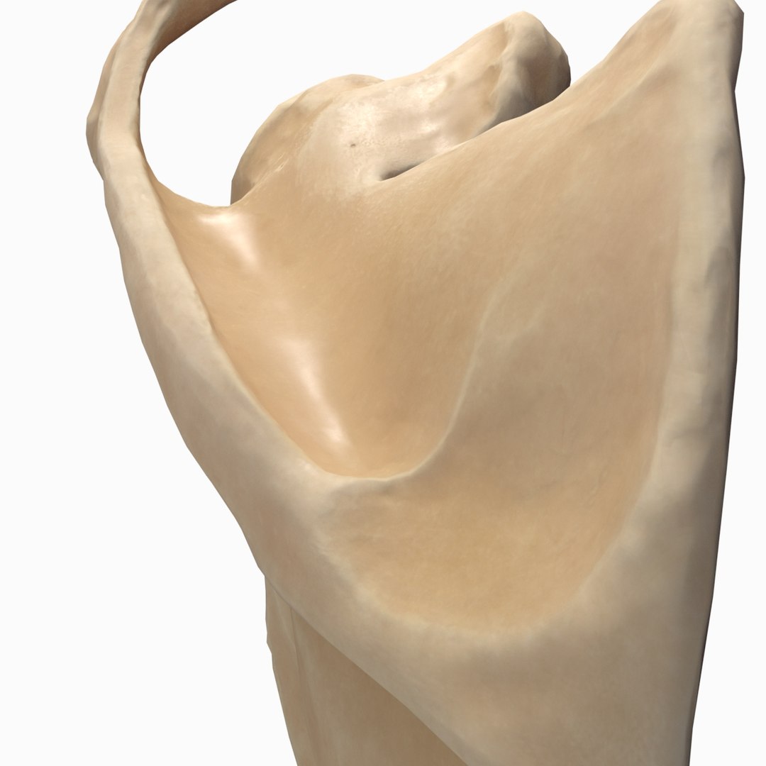 Human scapula model - TurboSquid 1591345
