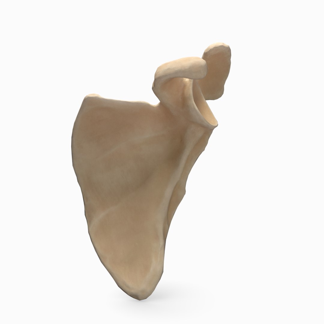 Human scapula model - TurboSquid 1591345
