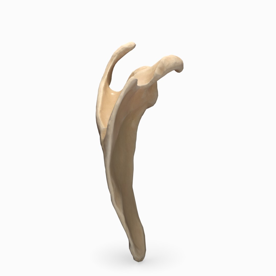 Human scapula model - TurboSquid 1591345