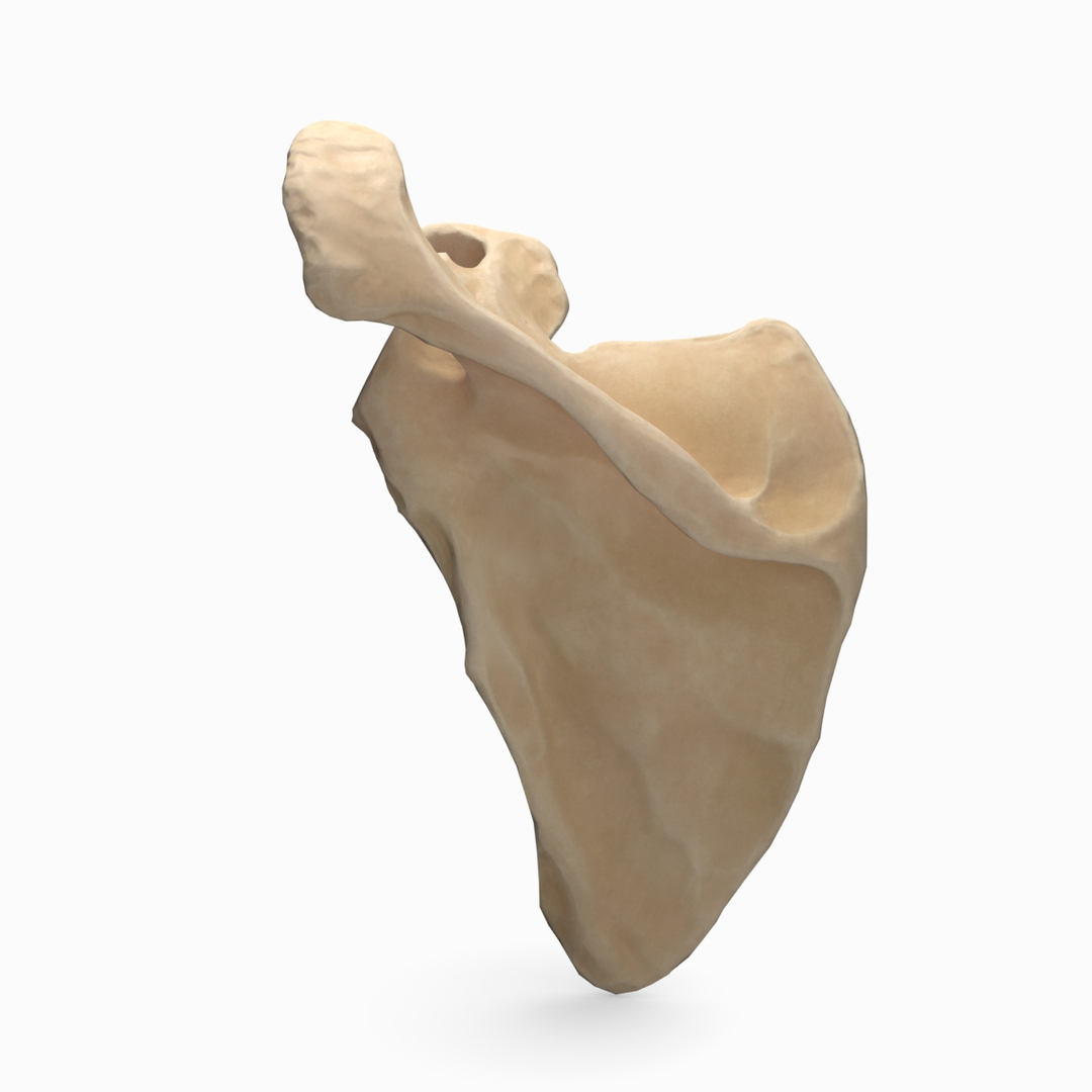 Human scapula model - TurboSquid 1591345