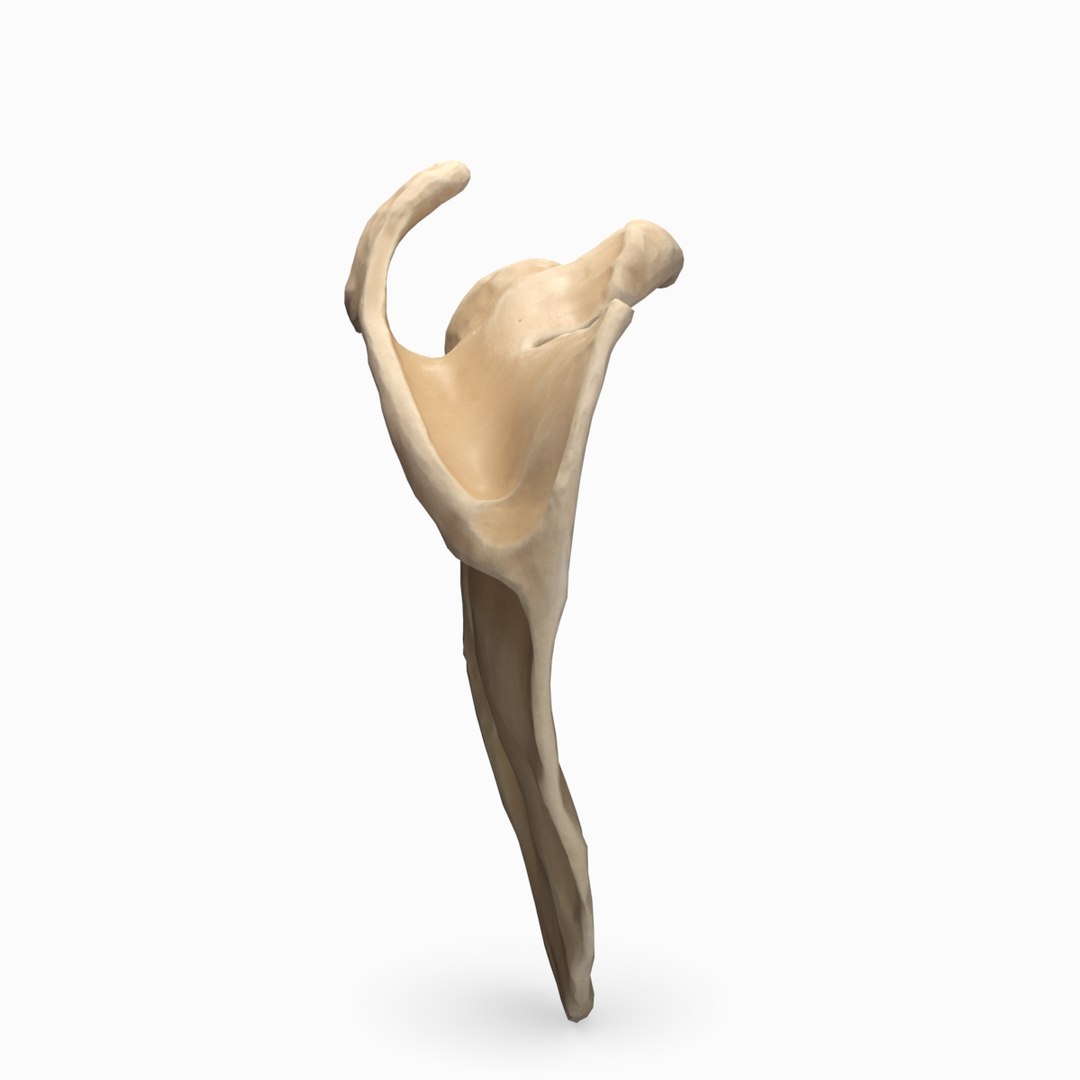 Human scapula model - TurboSquid 1591345