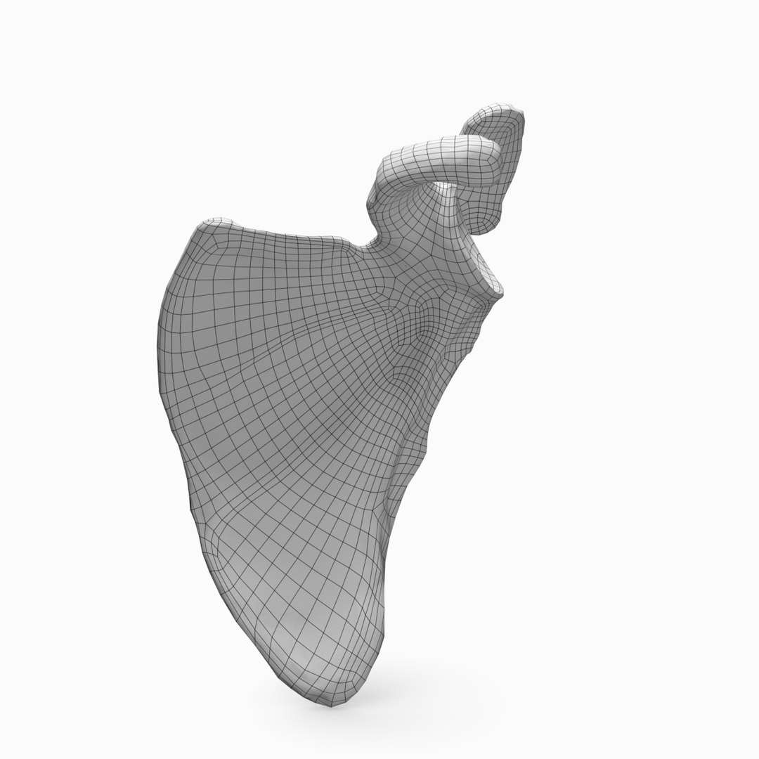 Human scapula model - TurboSquid 1591345