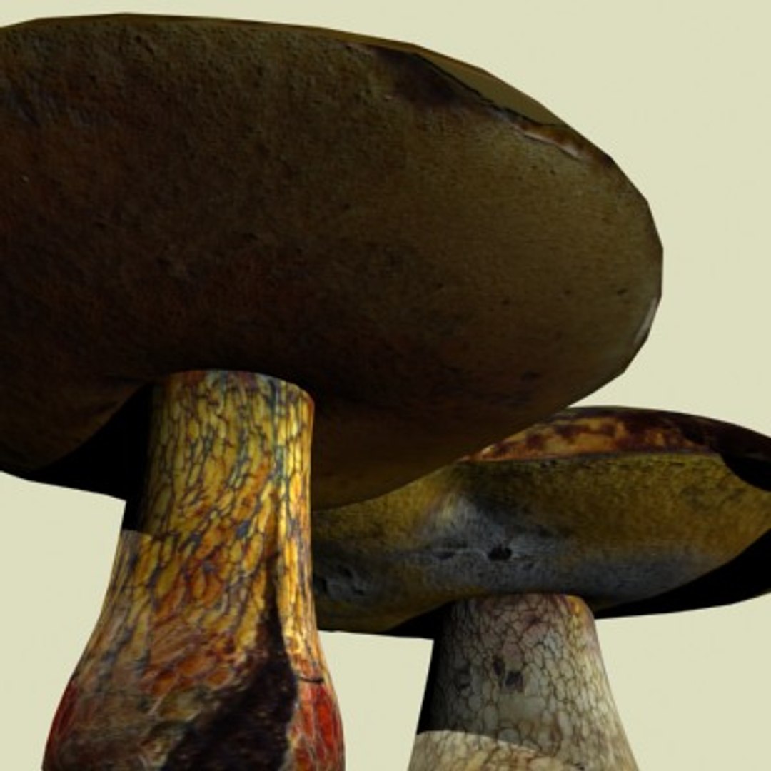 Max Mushrooms Poisonous Fungus