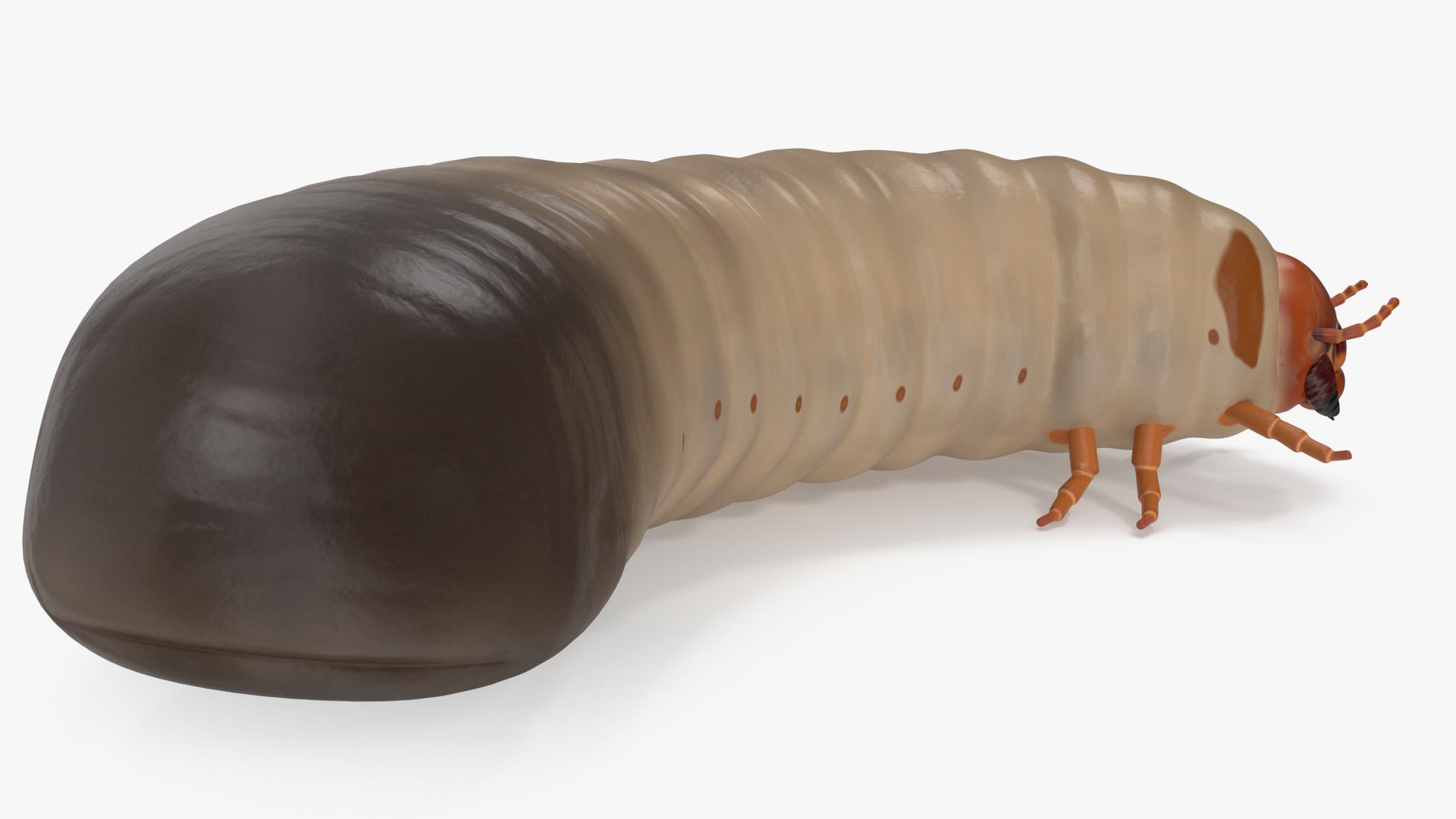 Maggot May Bug Rigged For Maya 3D Model - TurboSquid 2179031