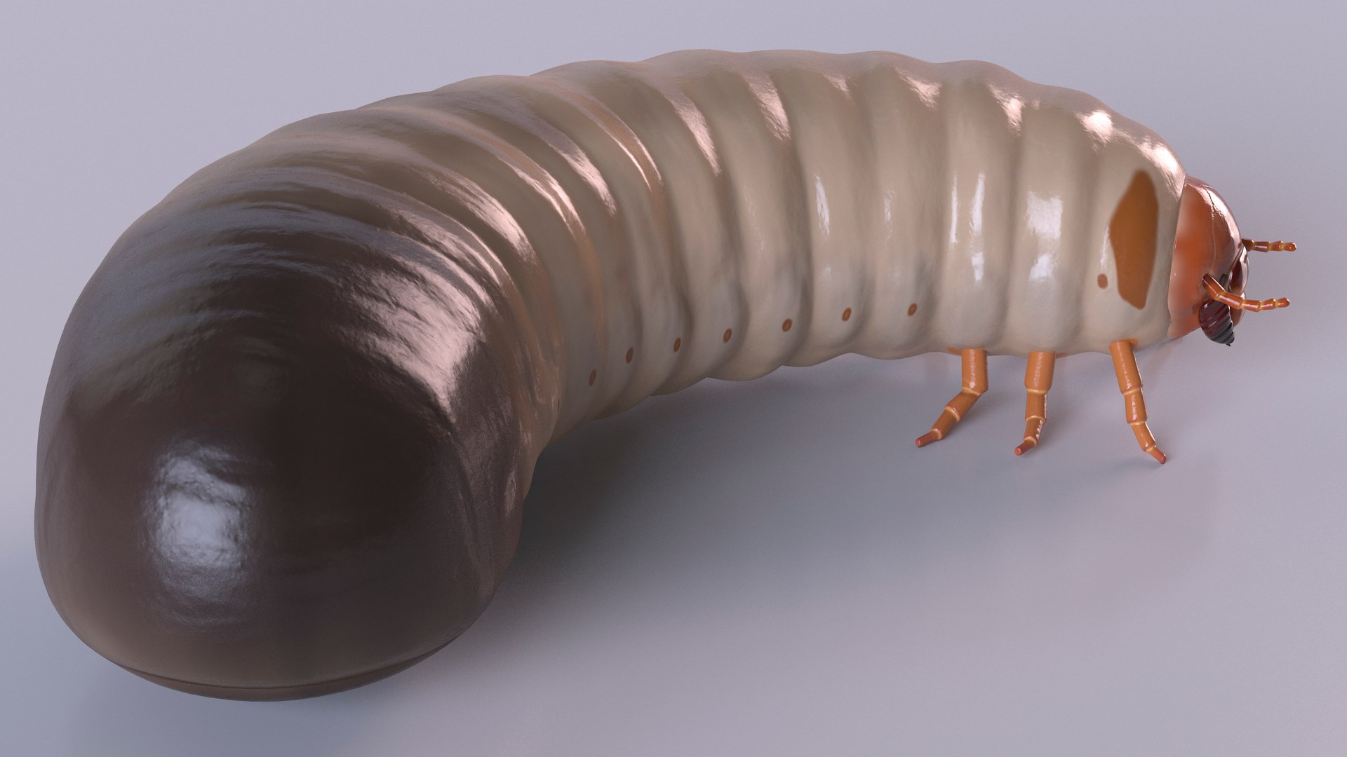 Maggot May Bug Rigged For Maya 3D Model - TurboSquid 2179031
