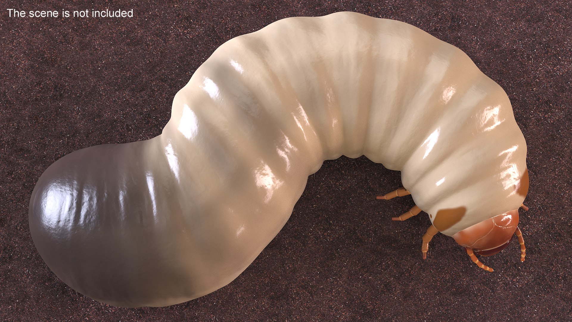 Maggot May Bug Rigged for Maya 3D model - TurboSquid 2179031