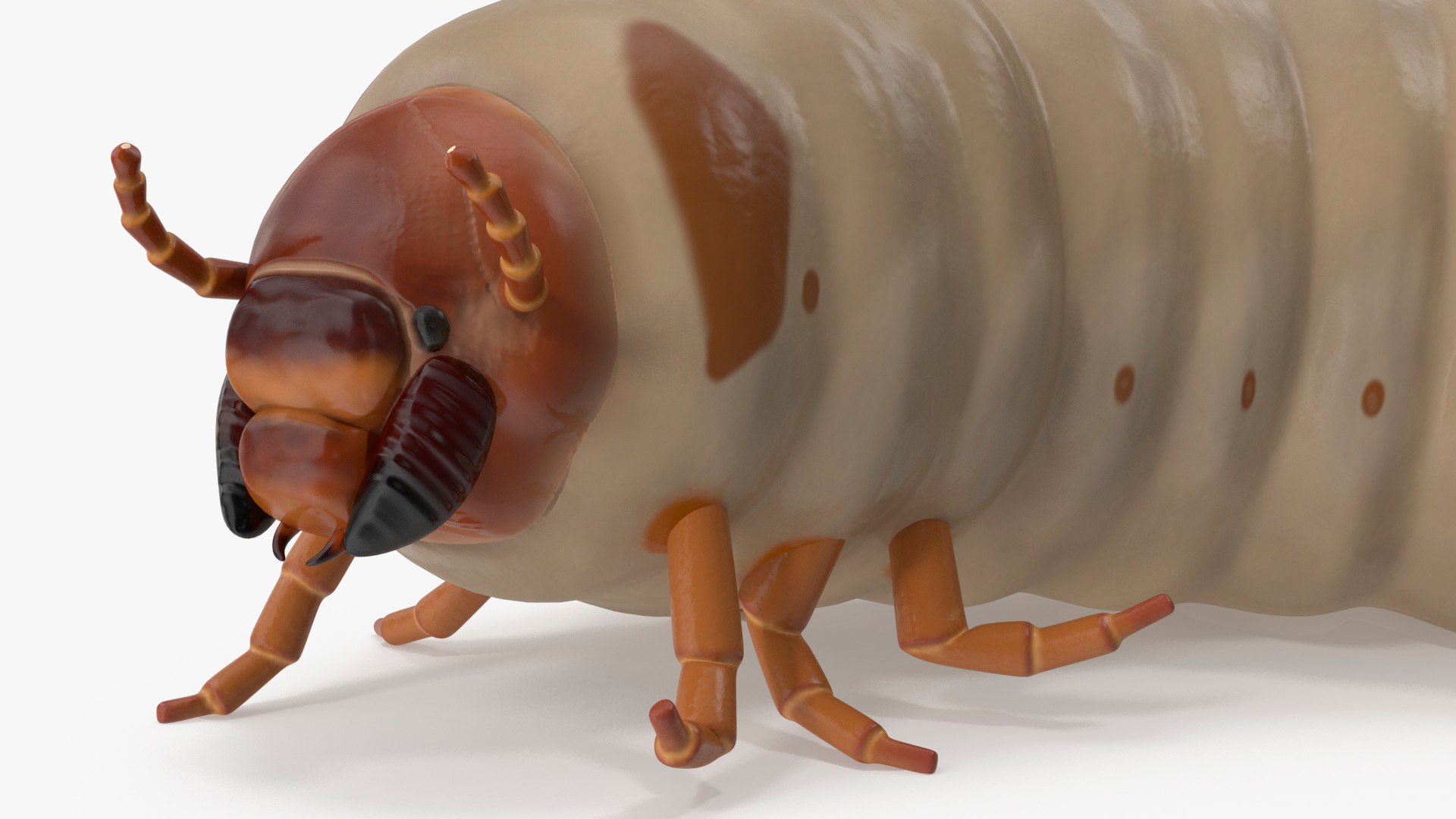 Maggot May Bug Rigged For Maya 3D Model - TurboSquid 2179031