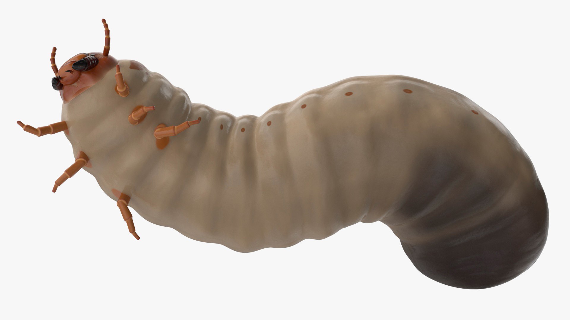 Maggot May Bug Rigged for Maya 3D model - TurboSquid 2179031