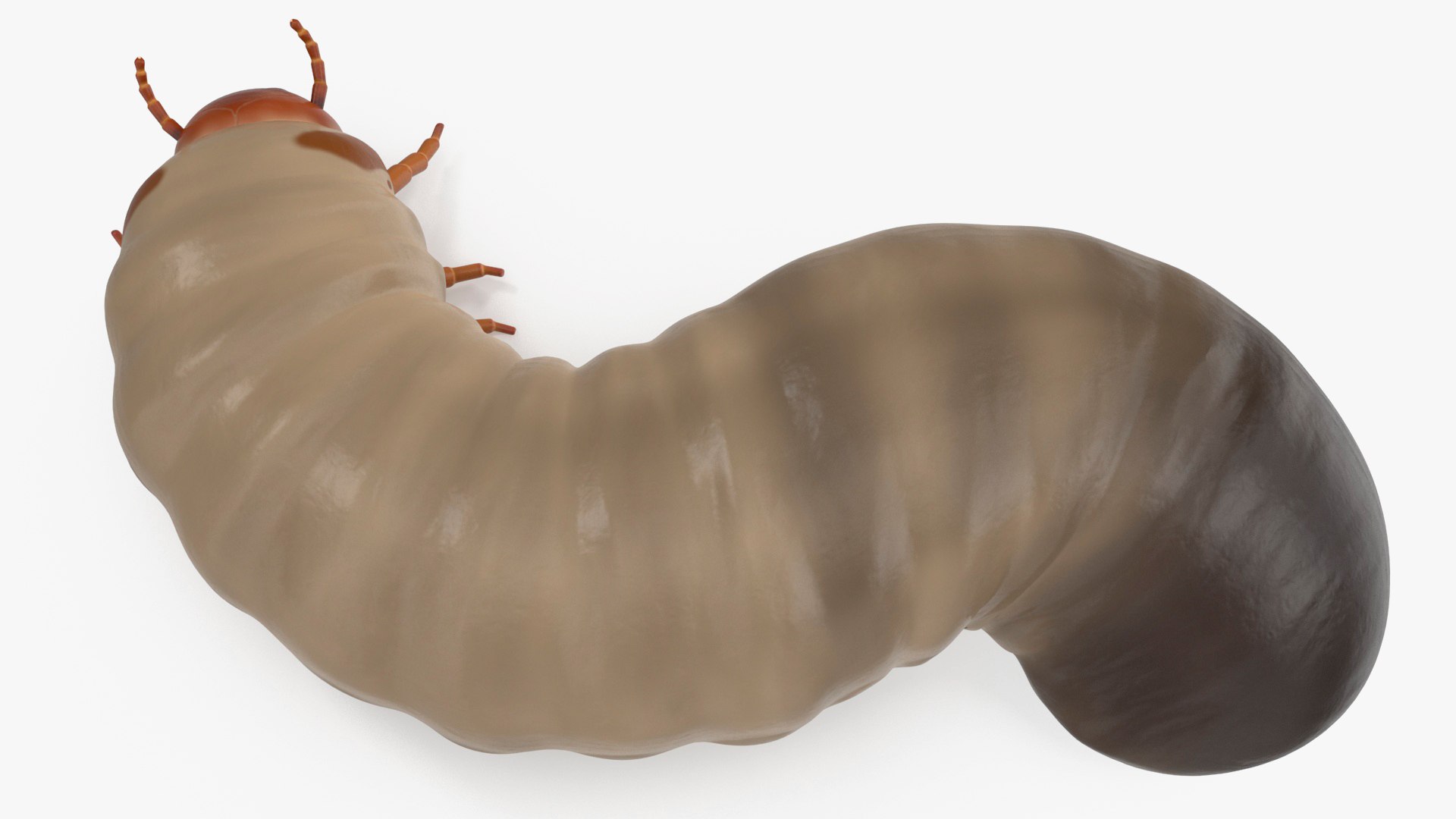 Maggot May Bug Rigged for Maya 3D model - TurboSquid 2179031
