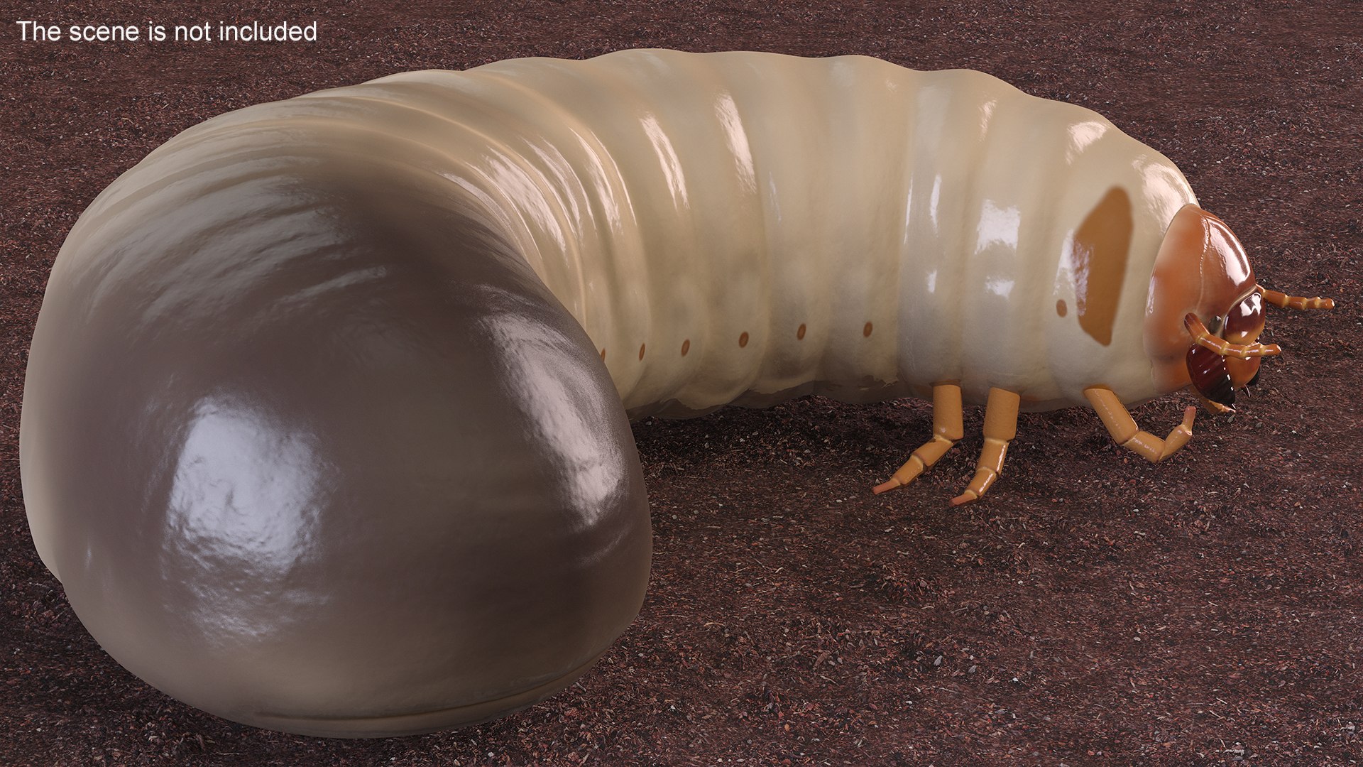 Maggot May Bug Rigged For Maya 3D Model - TurboSquid 2179031