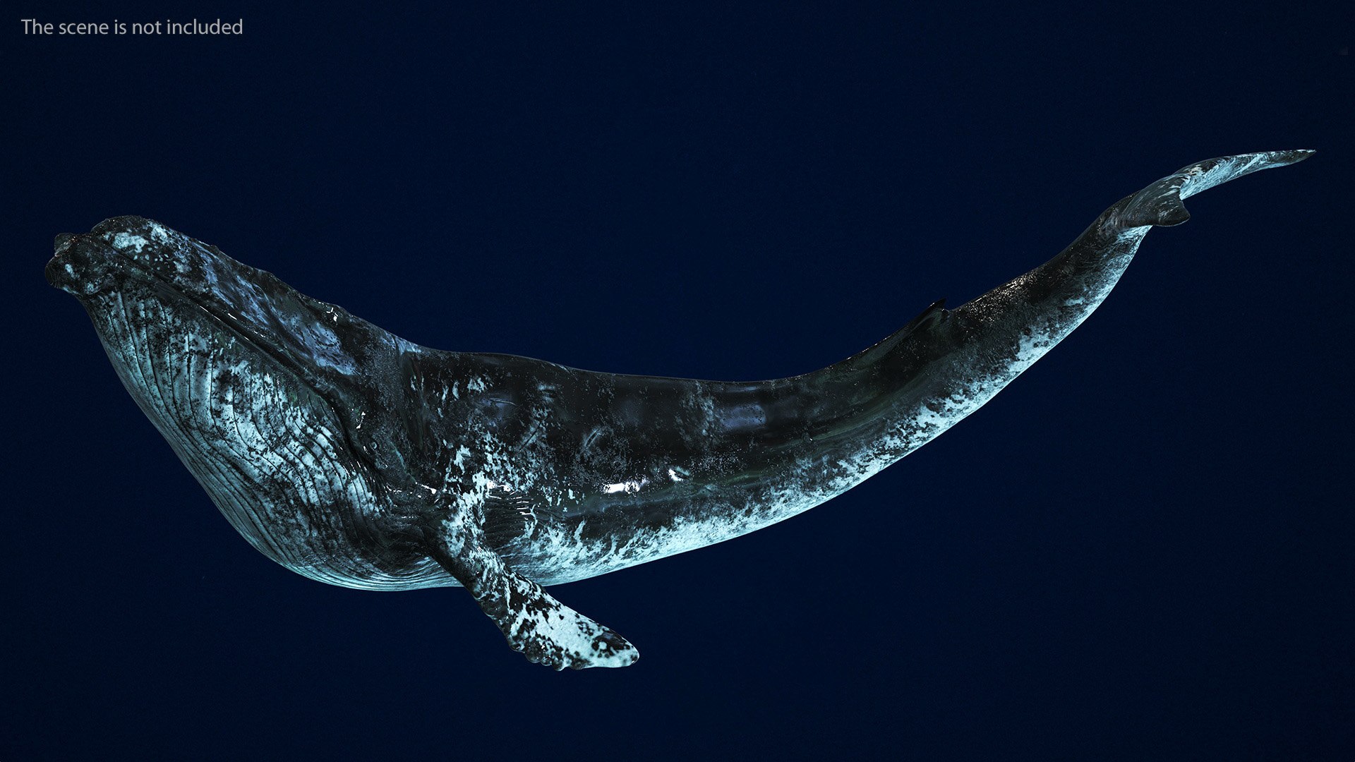 Sea Animal Old Blue Whale Swimming Pose Fur 3D - TurboSquid 2062032