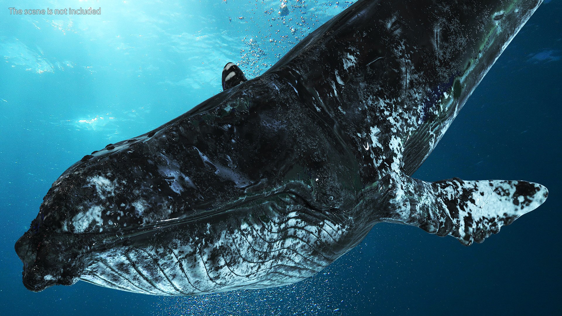 Sea Animal Old Blue Whale Swimming Pose Fur 3D - TurboSquid 2062032