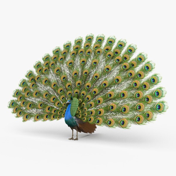 Peacock 3D Models for Download | TurboSquid
