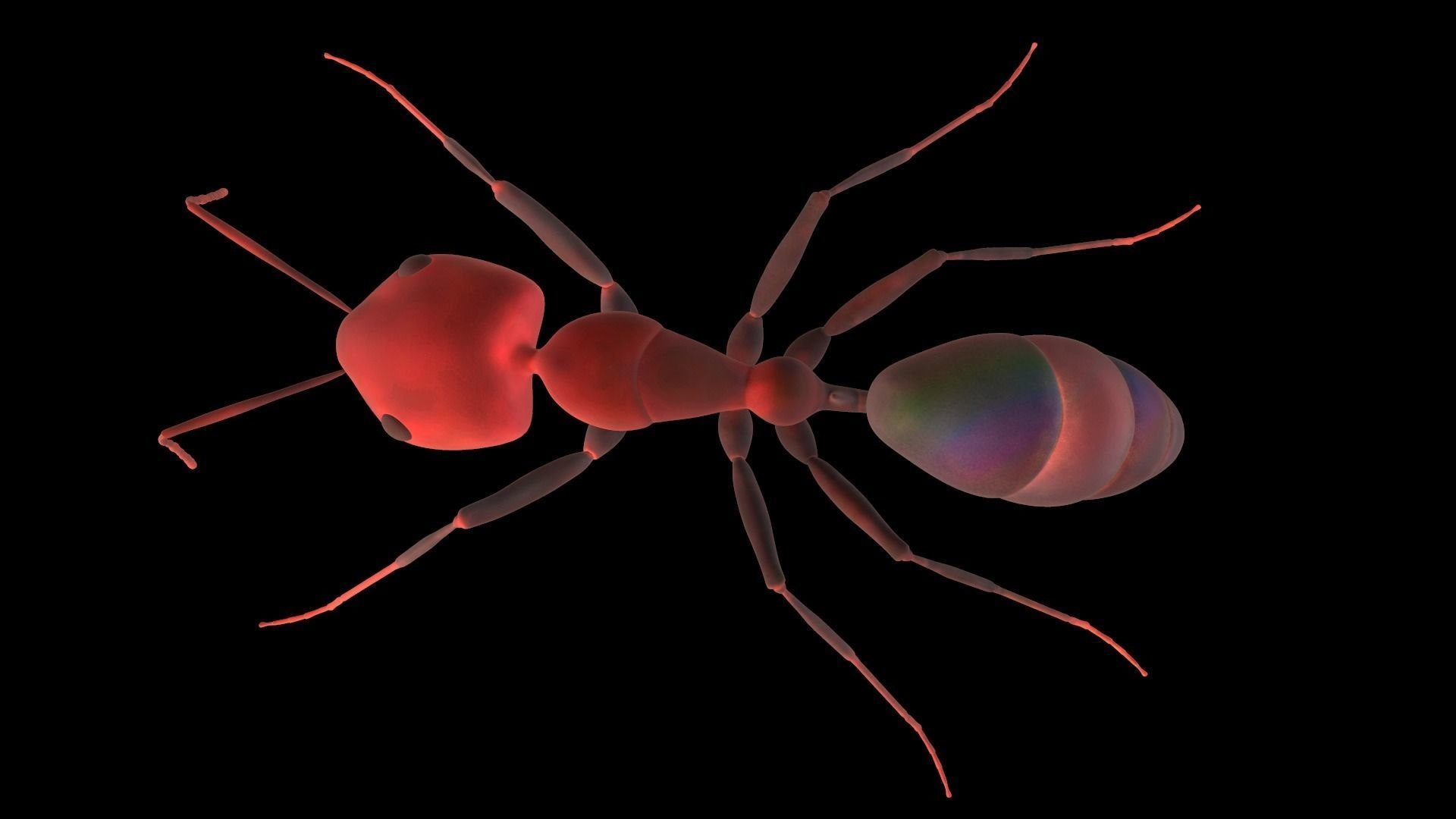 3D Ant Lowpoly Model - TurboSquid 1714358