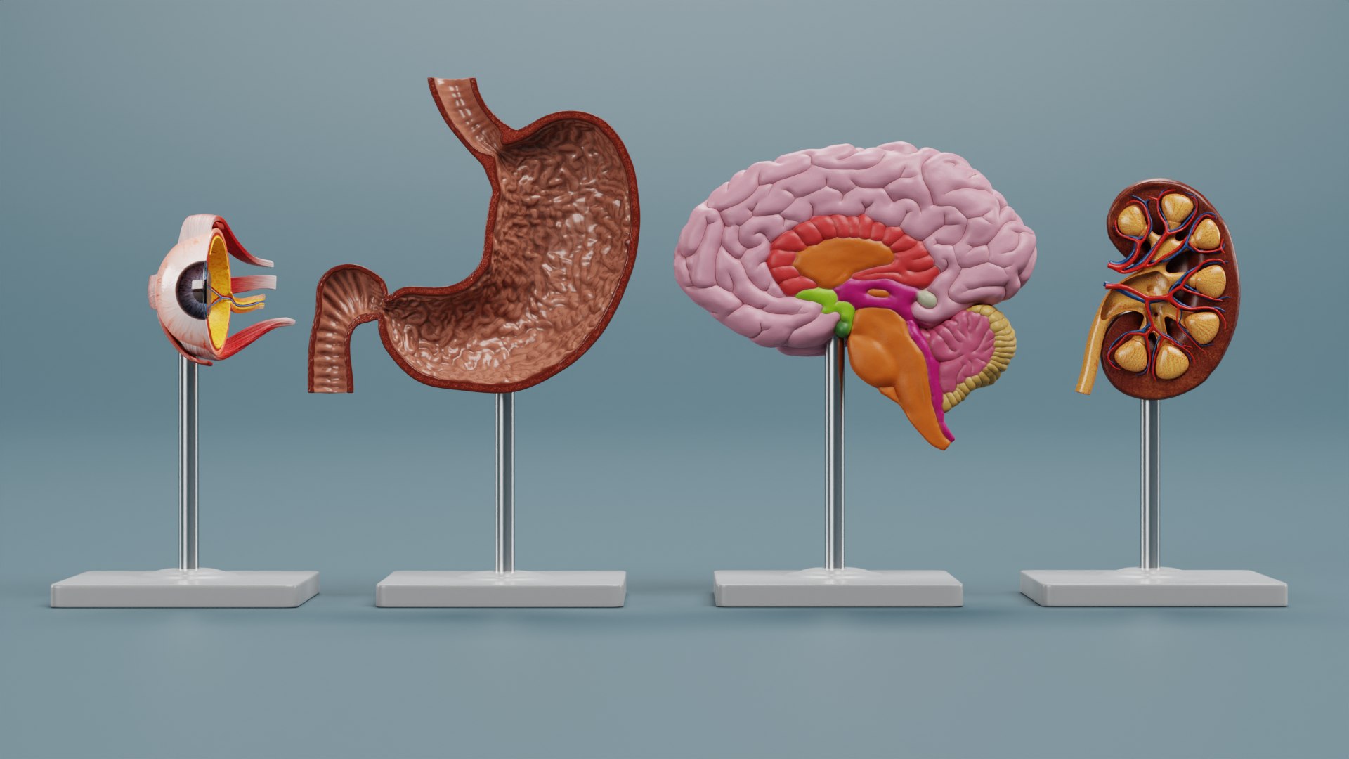 Anatomy Models Sections 3D model - TurboSquid 2026493