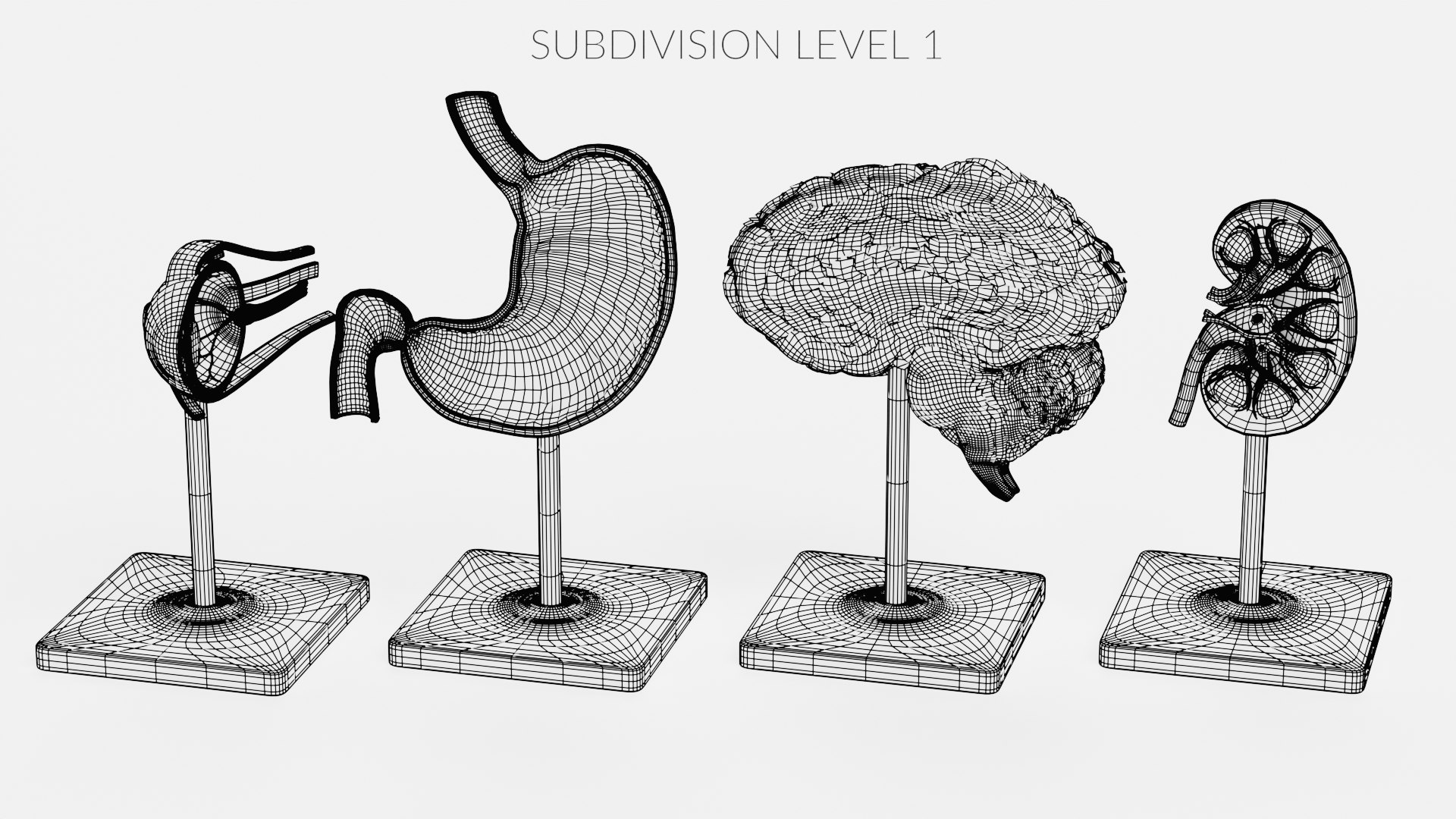 Anatomy Models Sections 3D model - TurboSquid 2026493