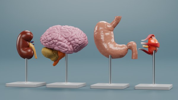 Anatomy Models Sections 3D model - TurboSquid 2026493