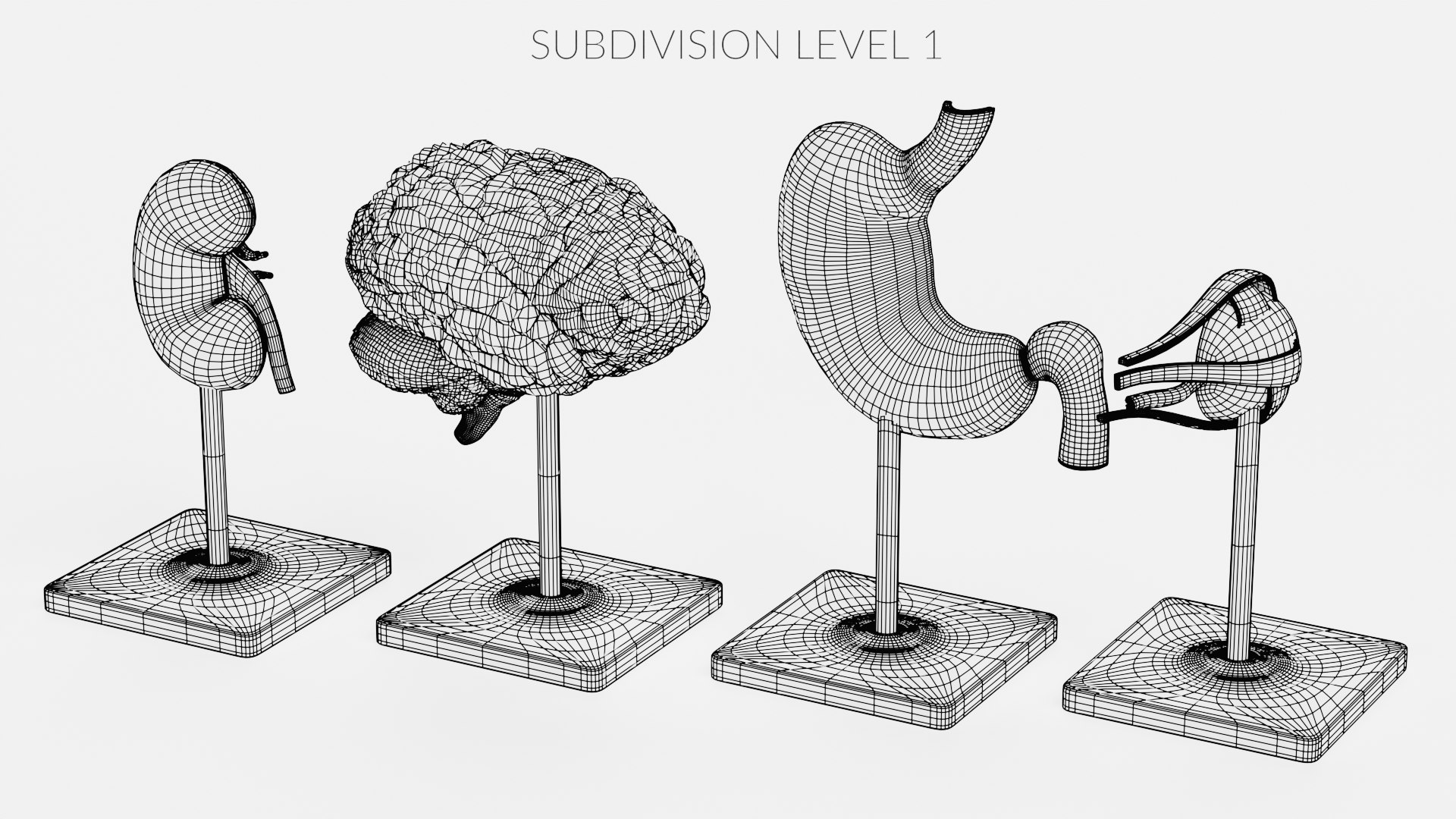 Anatomy Models Sections 3D model - TurboSquid 2026493