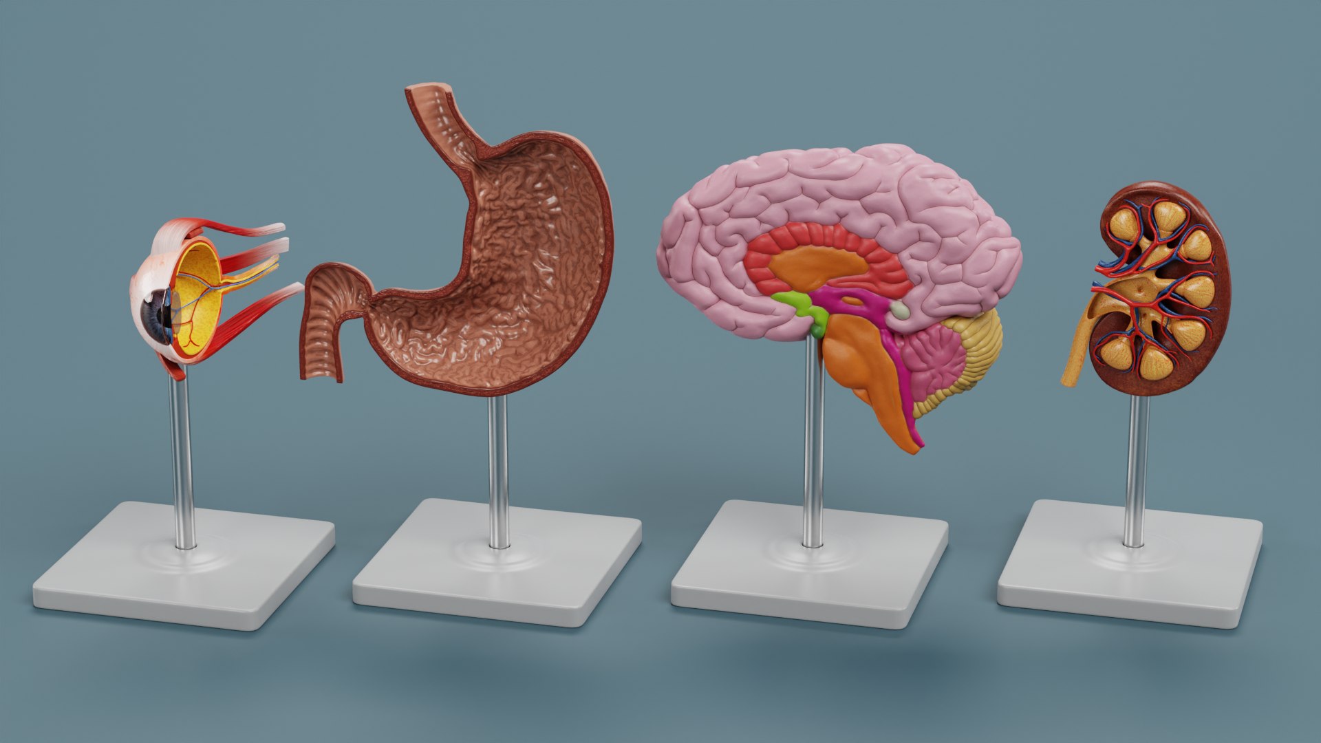 Anatomy Models Sections 3D model - TurboSquid 2026493