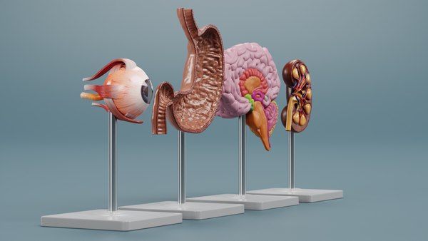 modelo 3d Colección de secciones de modelos de anatomía - TurboSquid ...