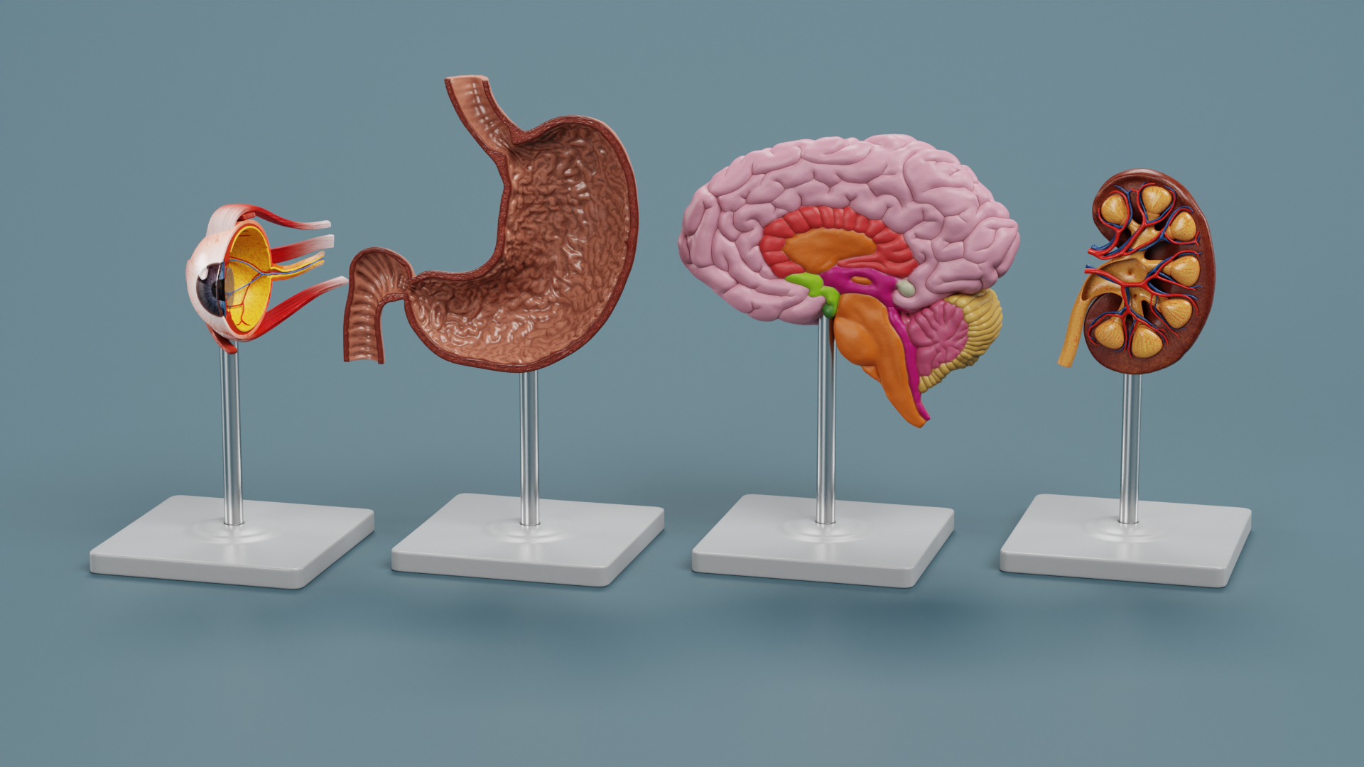 Anatomy Models Sections 3D model - TurboSquid 2026493
