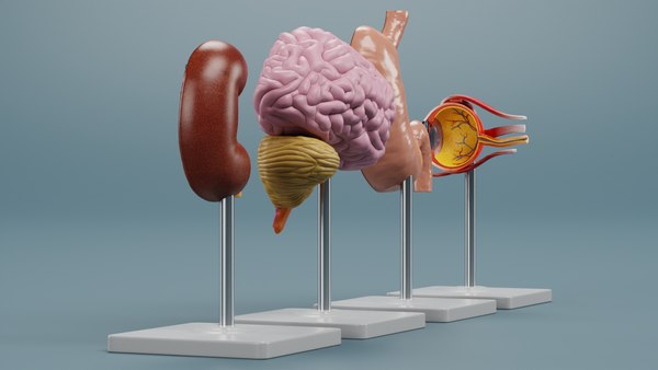Anatomy Models Sections 3D model - TurboSquid 2026493