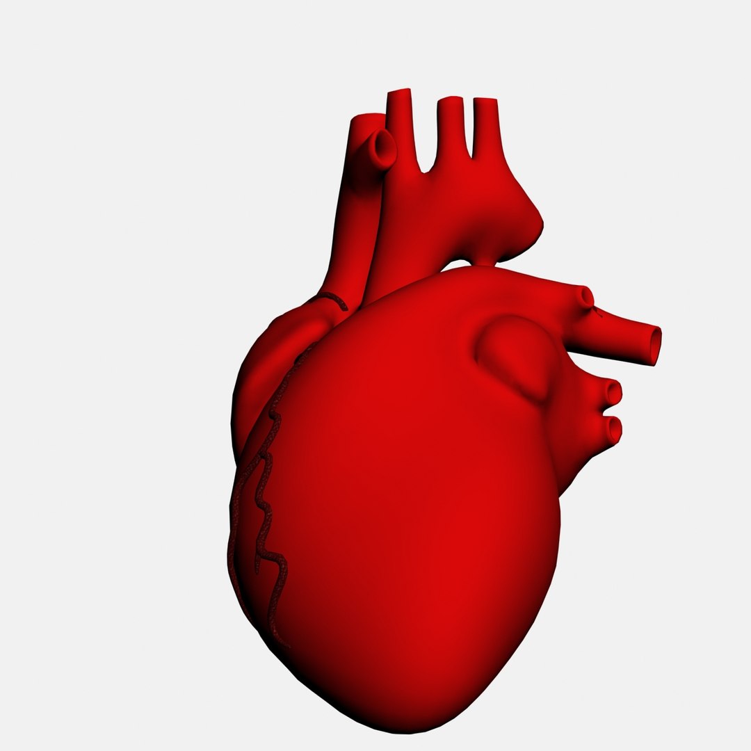human heart 3d 3ds