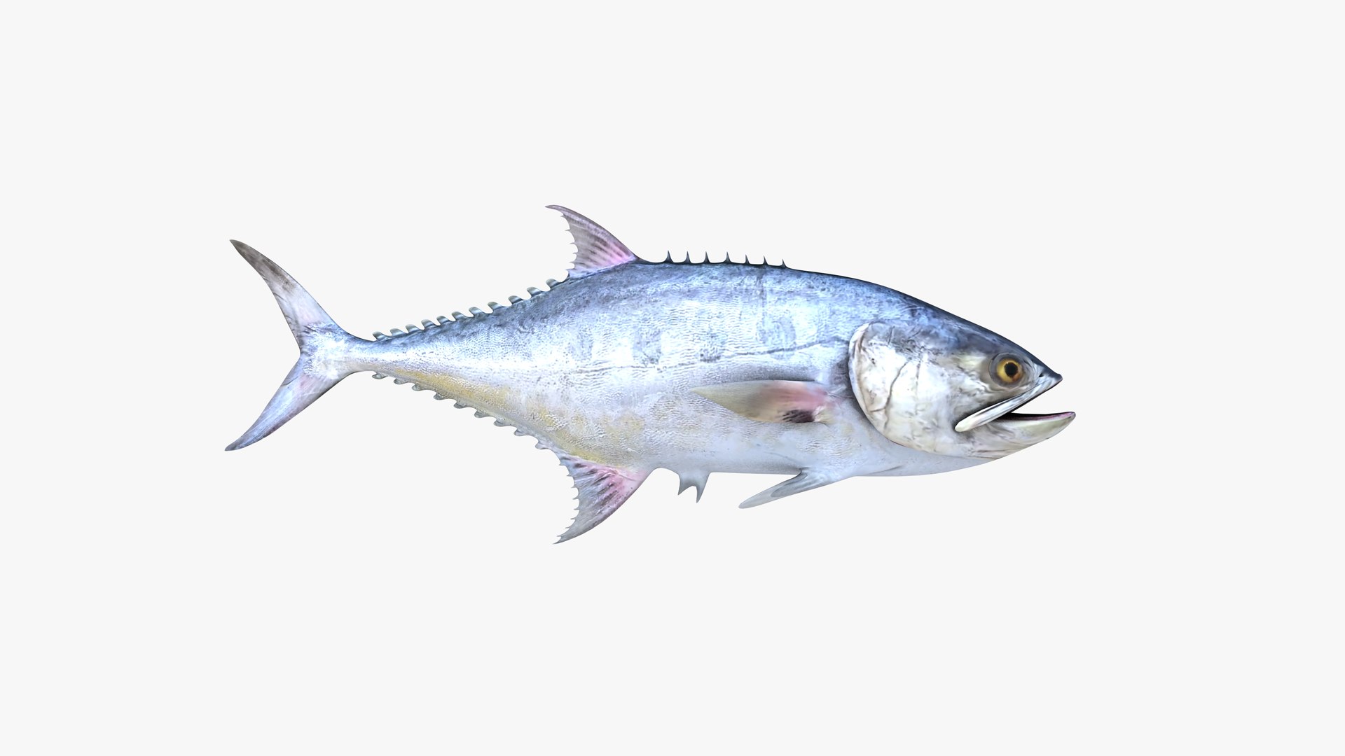 3D Talang Queenfish Model - TurboSquid 2344016