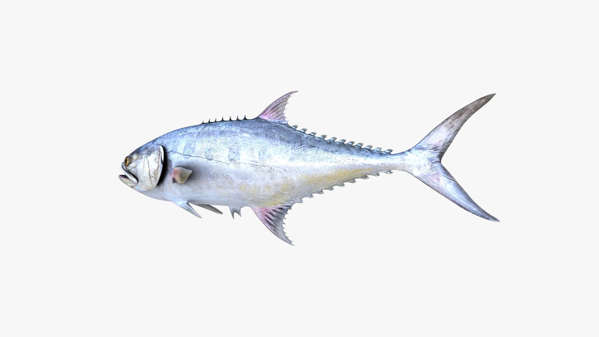 3D Talang Queenfish Model - TurboSquid 2344016