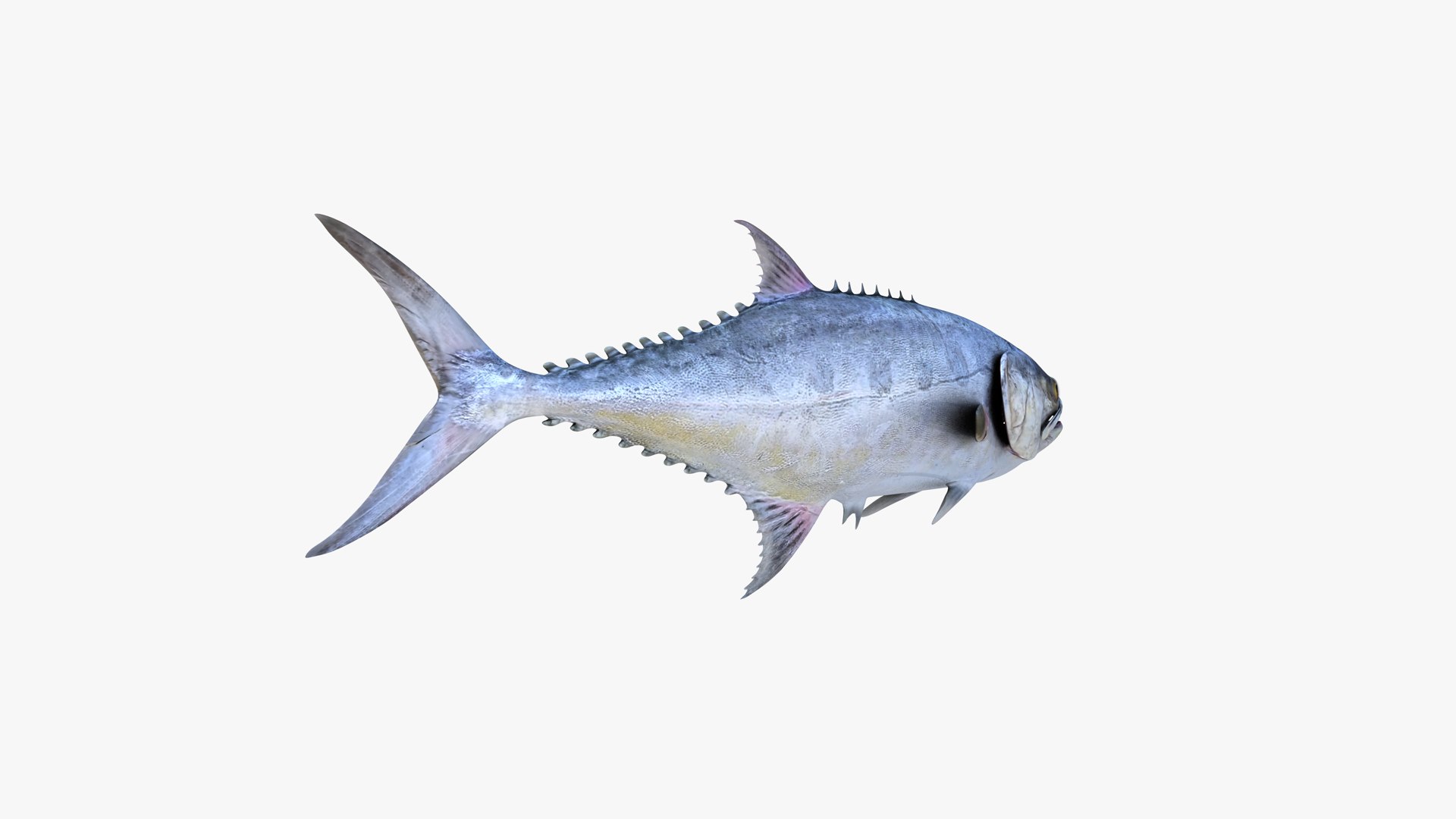 3D Talang Queenfish Model - TurboSquid 2344016