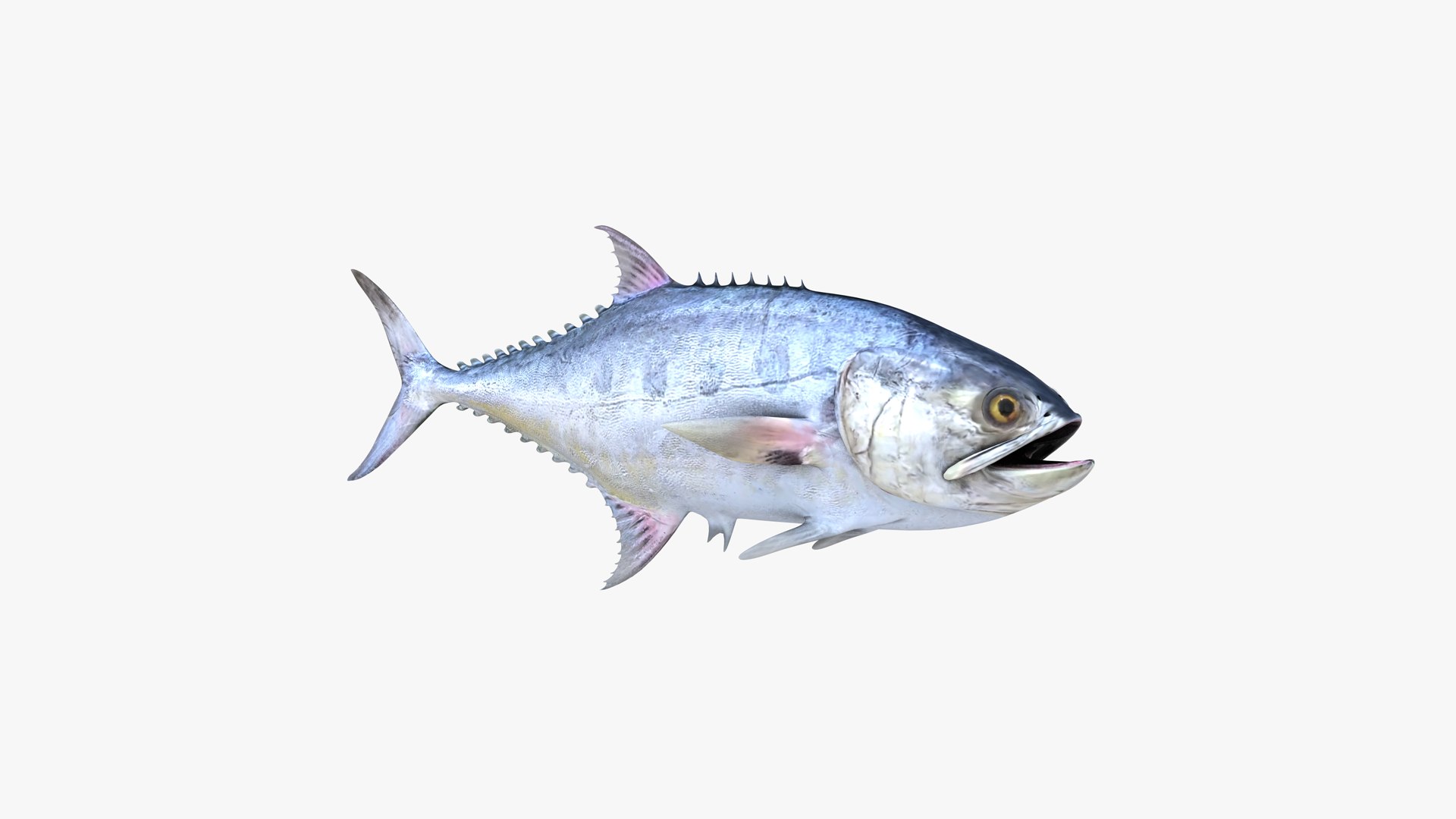 3D Talang Queenfish Model - TurboSquid 2344016