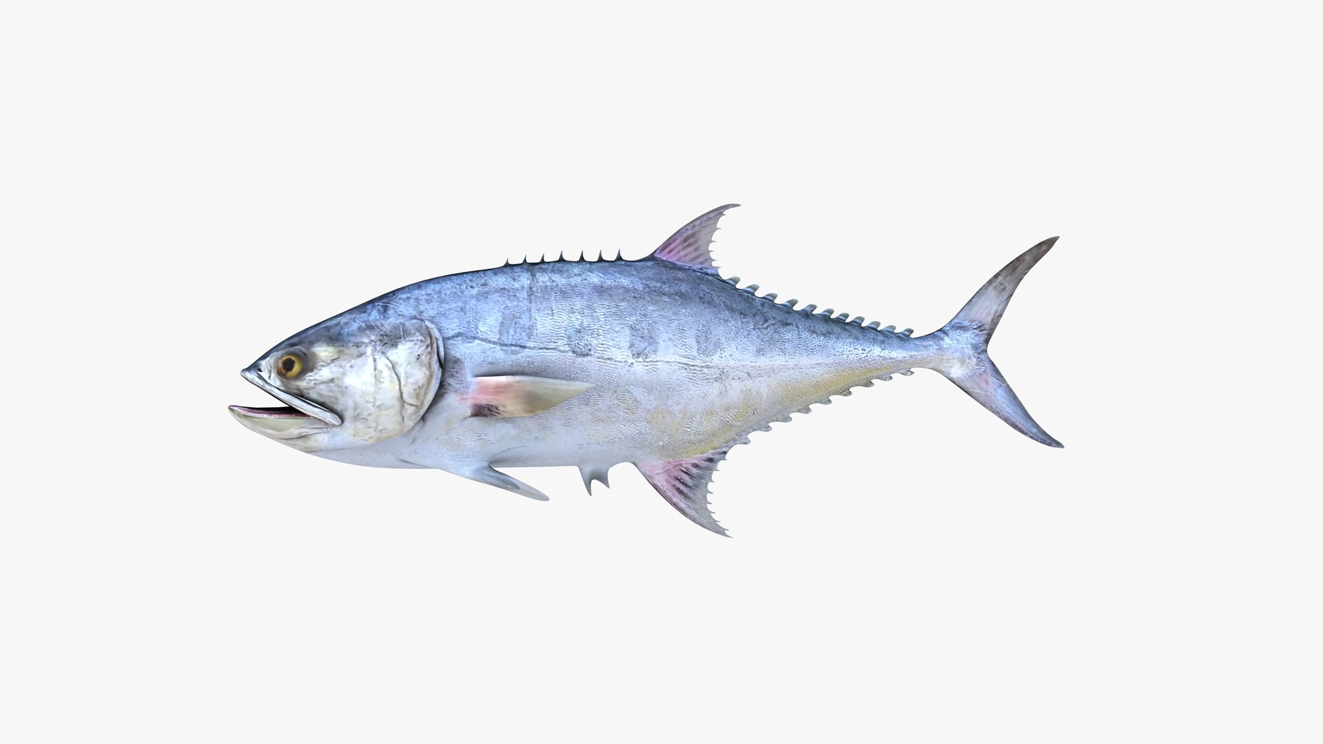 3D Talang Queenfish Model - TurboSquid 2344016