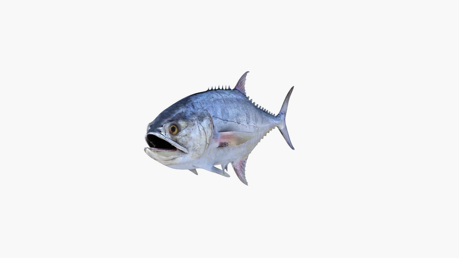 3D Talang Queenfish Model - TurboSquid 2344016