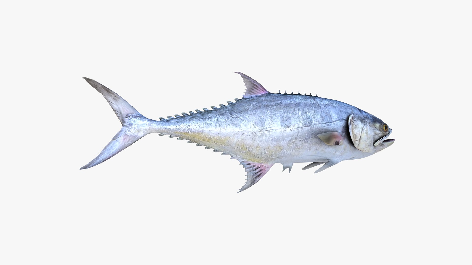 3D Talang Queenfish Model - TurboSquid 2344016