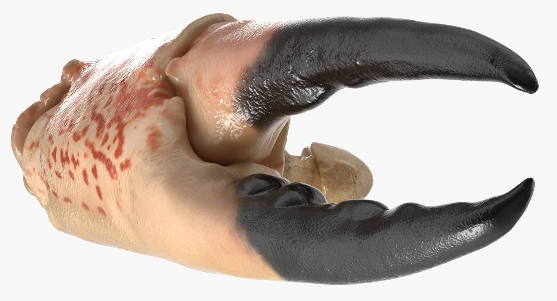 3d Crab Claw
