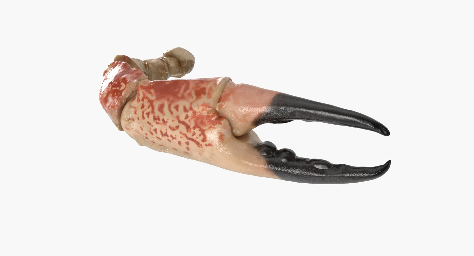 3d Crab Claw