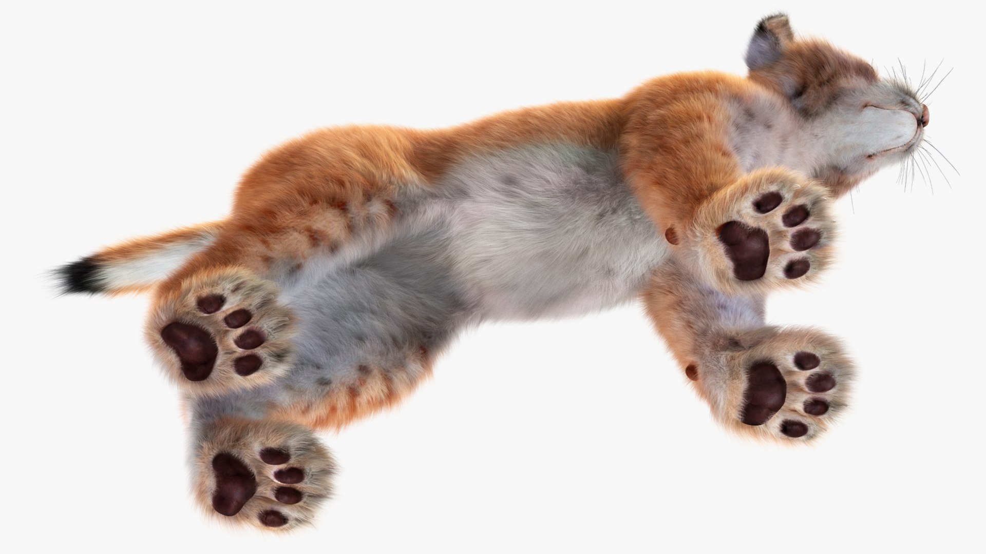 Lynx Cub Fur Rigged 3D Model - TurboSquid 2359135