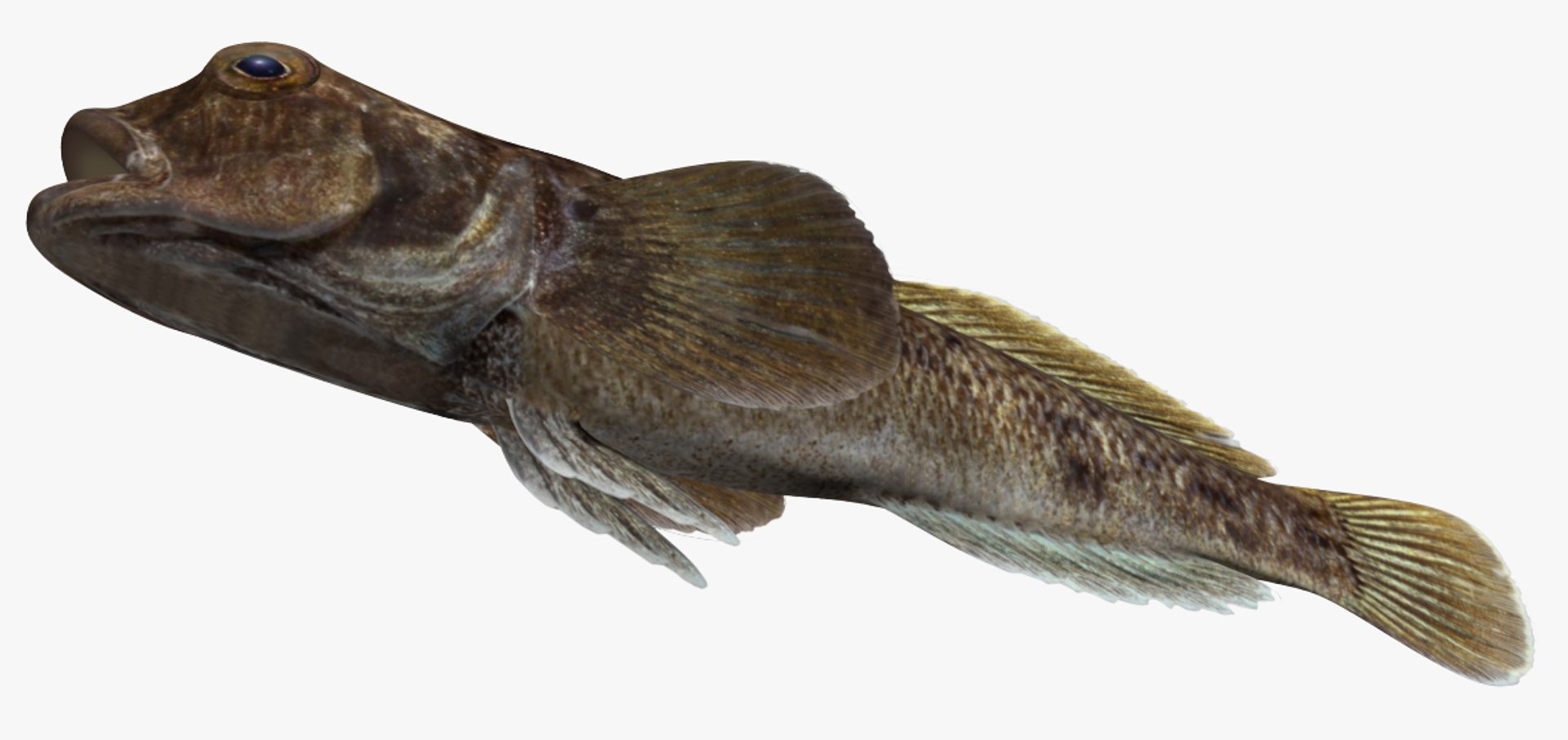 3D Neogobius Melanostomus Goby - TurboSquid 1306446