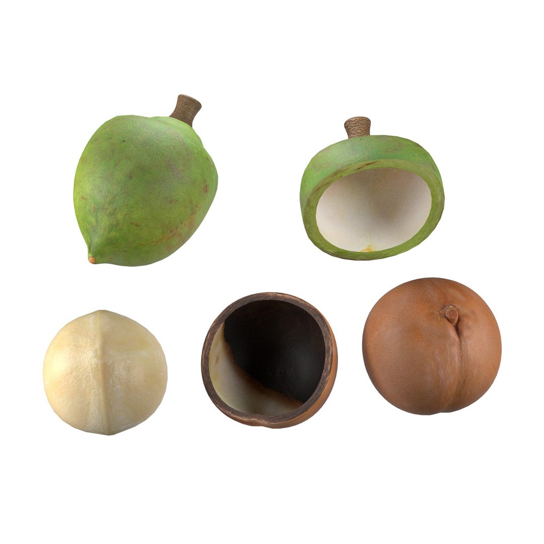3D Model Macadamia Nut Collection - TurboSquid 2397425