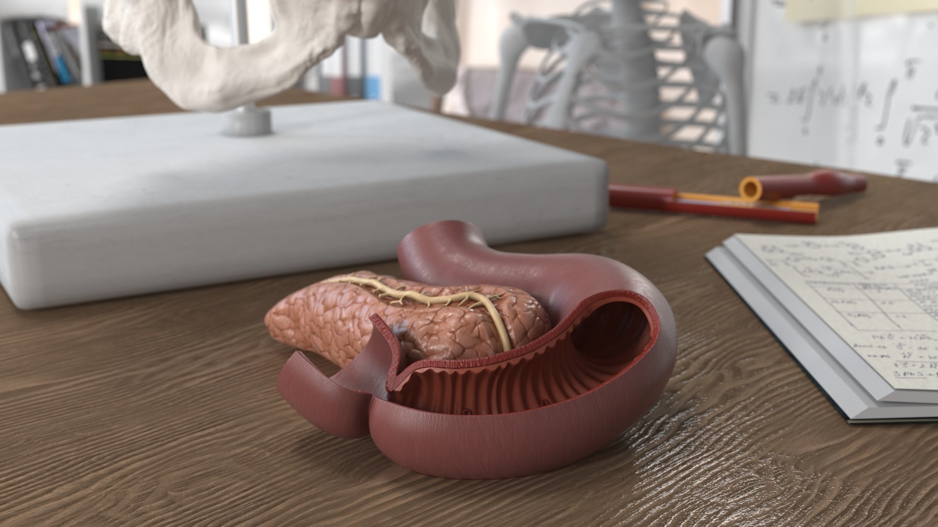 3D Plastic Model Of Pancreas Cut - TurboSquid 2252662