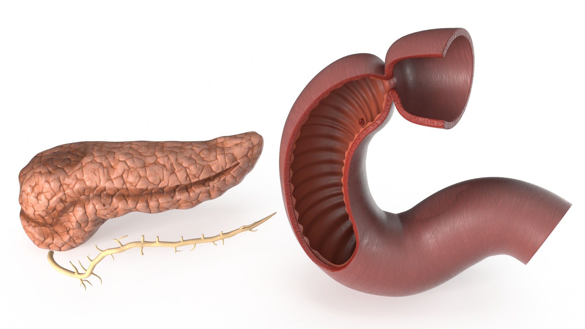 3D Plastic Model Of Pancreas Cut - TurboSquid 2252662