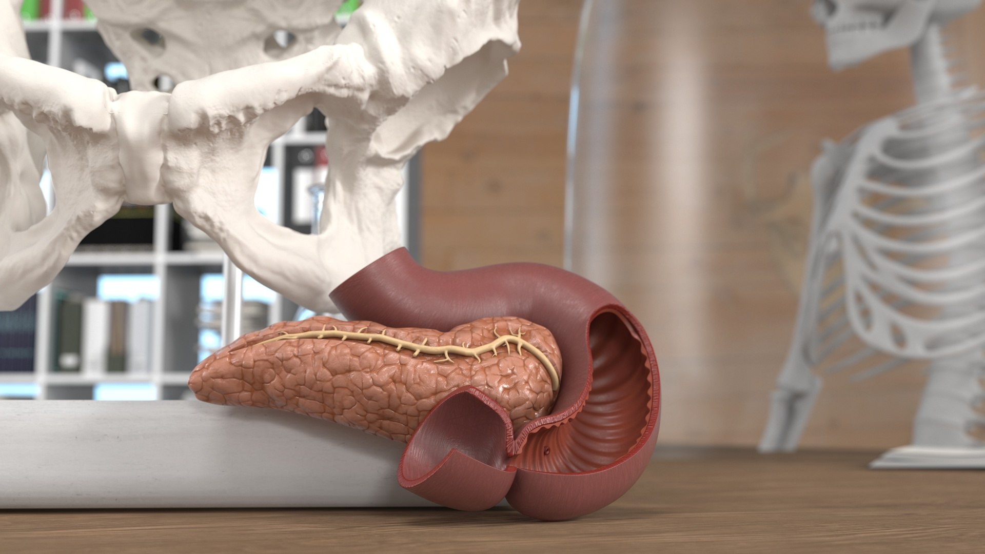 3D Plastic Model Of Pancreas Cut - TurboSquid 2252662