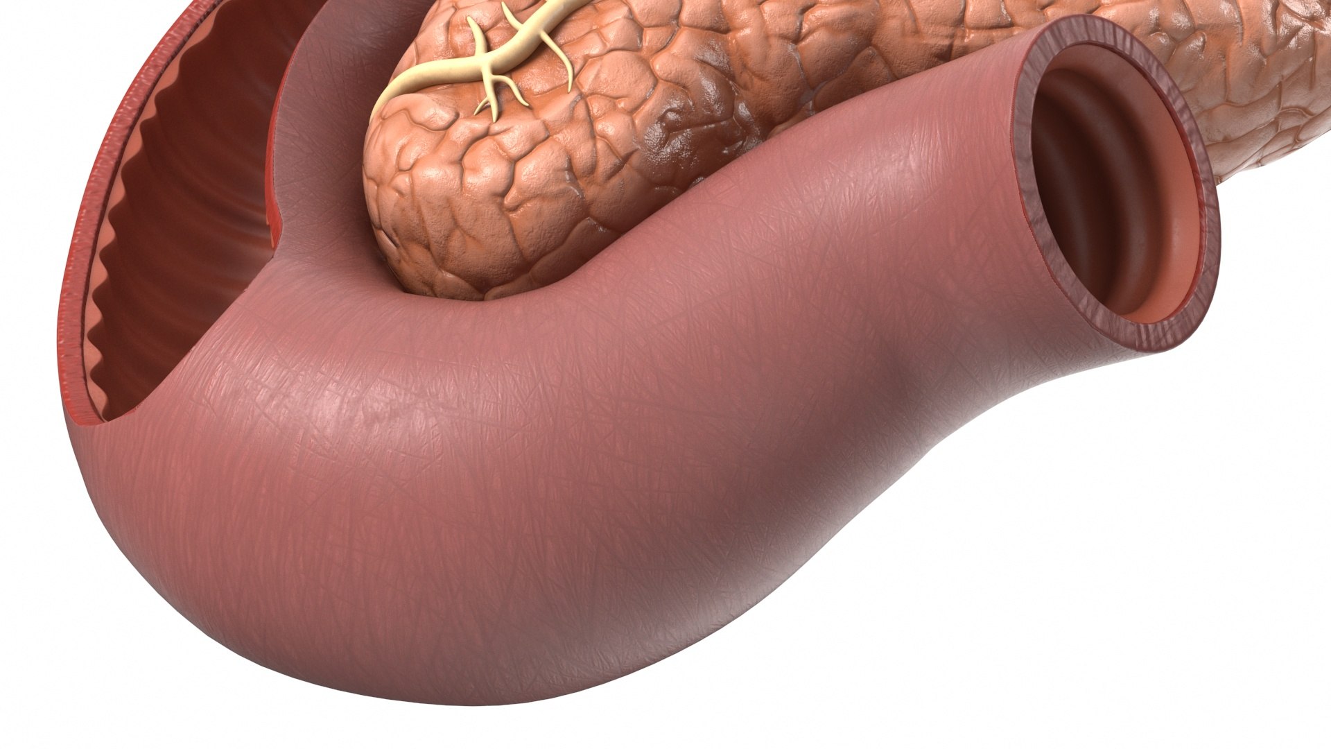 3D Plastic Model Of Pancreas Cut - TurboSquid 2252662