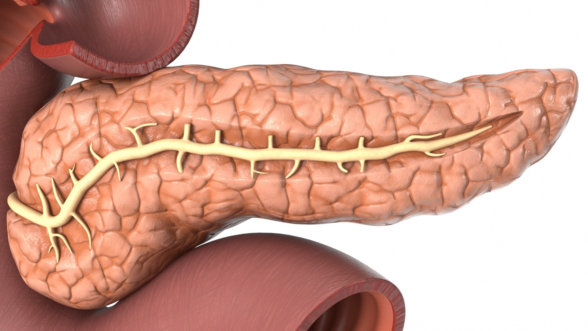 3D Plastic Model Of Pancreas Cut - TurboSquid 2252662