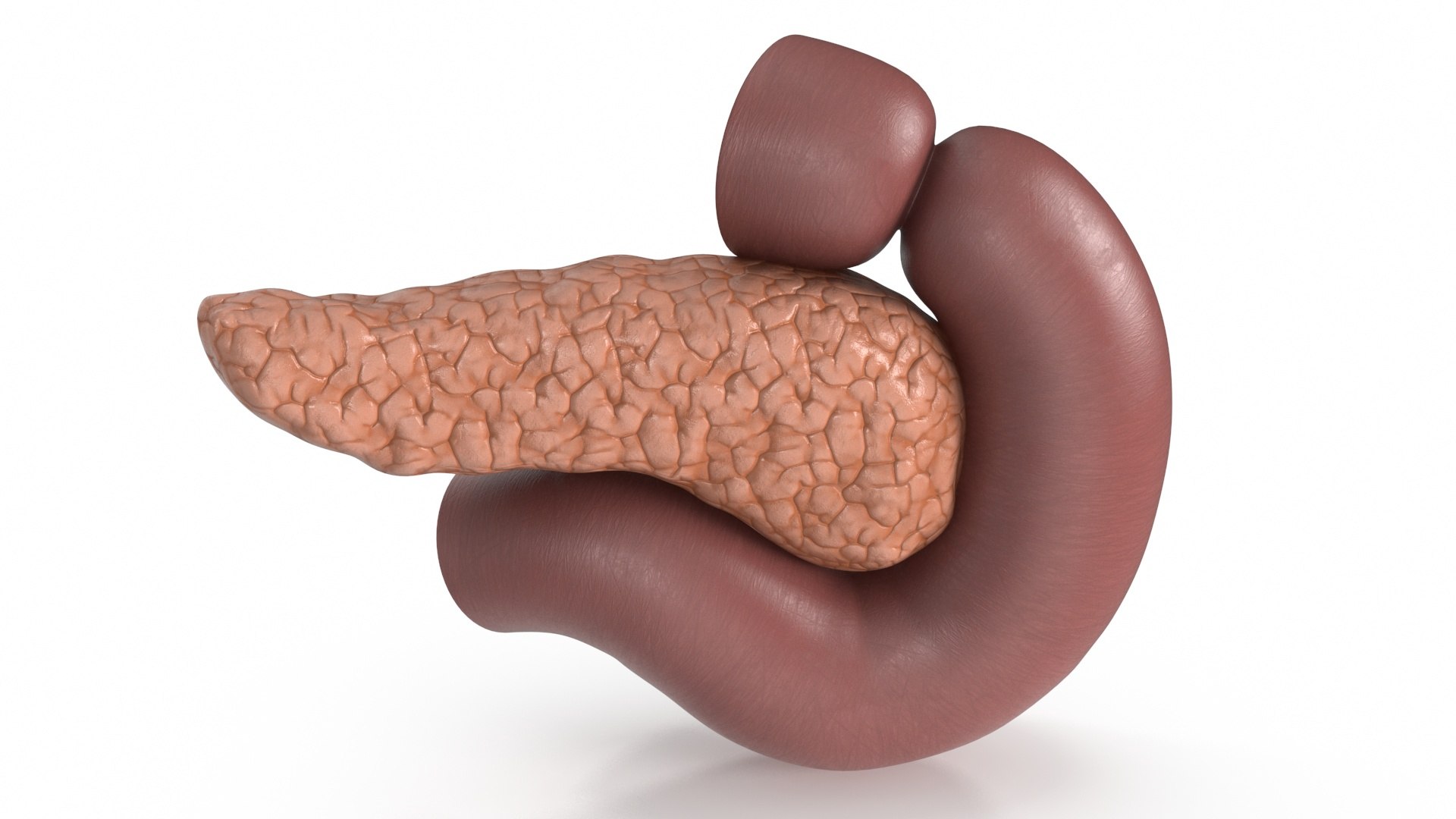 3D Plastic Model Of Pancreas Cut - TurboSquid 2252662