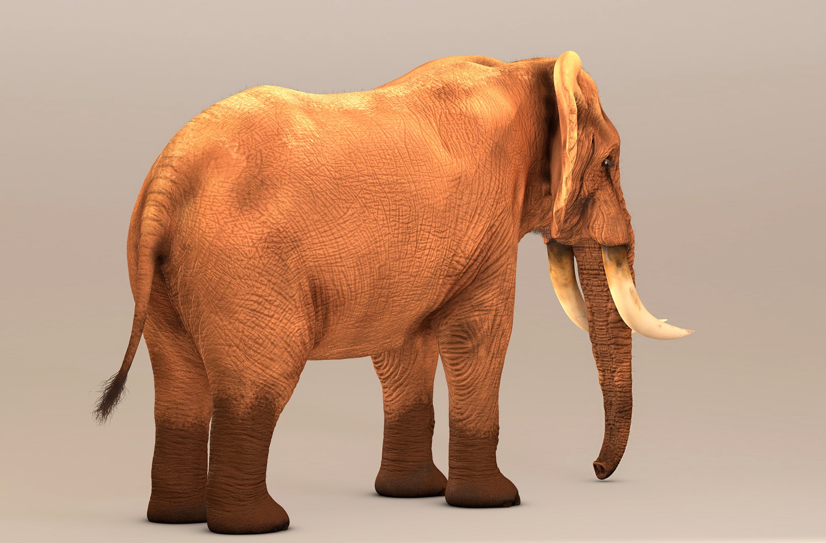 3D Elephant Realistic Model - TurboSquid 1472574