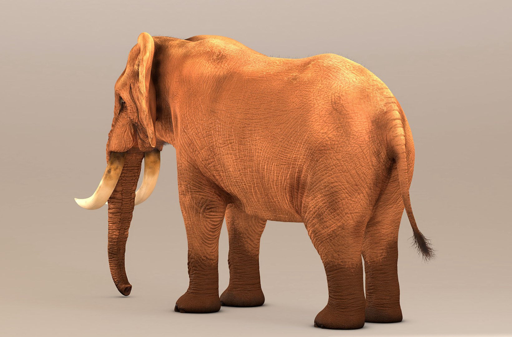 3D Elephant Realistic Model - TurboSquid 1472574
