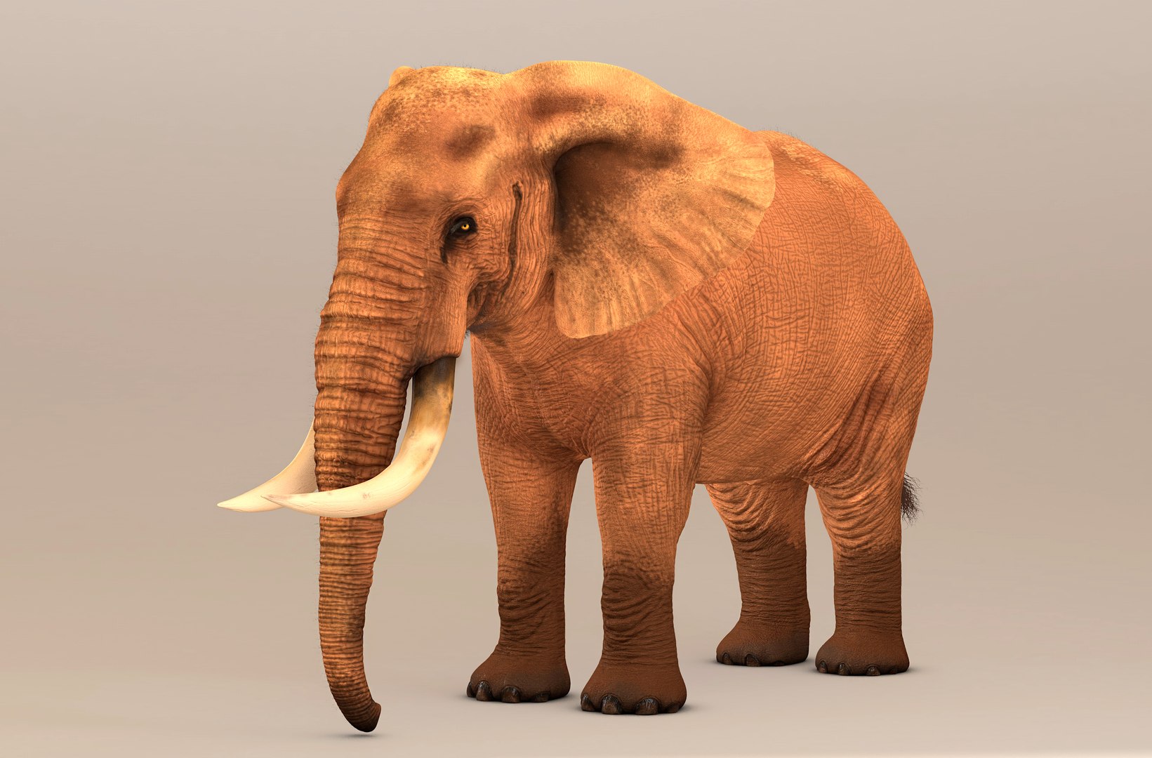 3D Elephant Realistic Model - TurboSquid 1472574