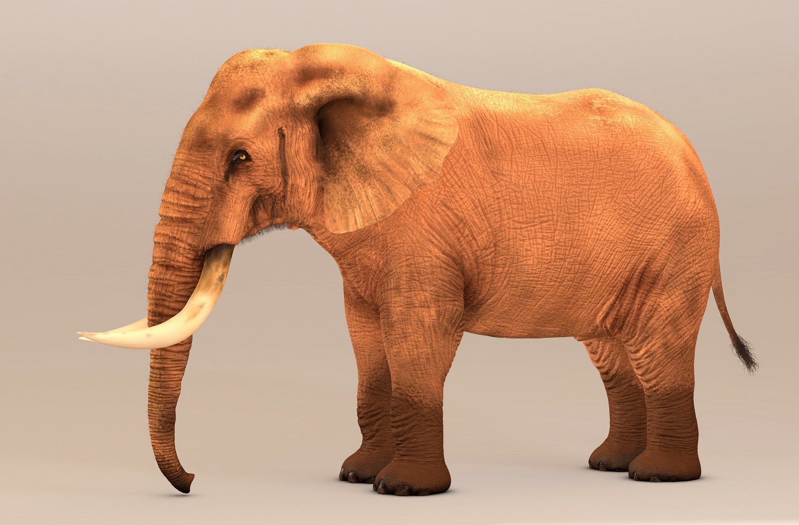 3D Elephant Realistic Model - TurboSquid 1472574