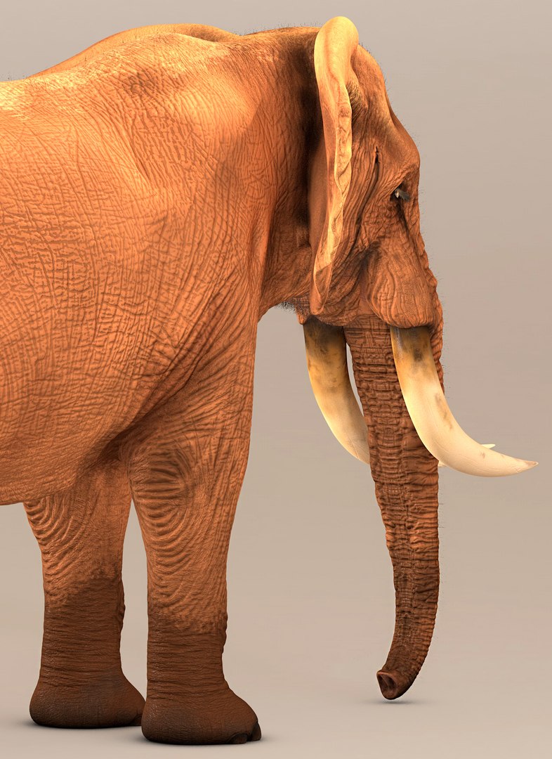 3D Elephant Realistic Model - TurboSquid 1472574